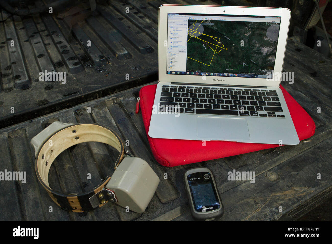 Mountain Lion (Puma concolor) collar and gps data on computer, Santa ...