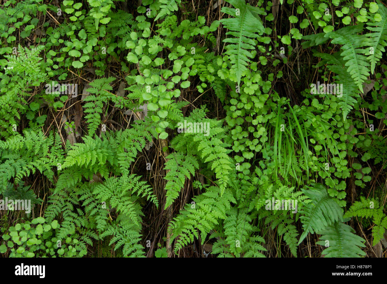 Polypodium sp hi-res stock photography and images - Alamy