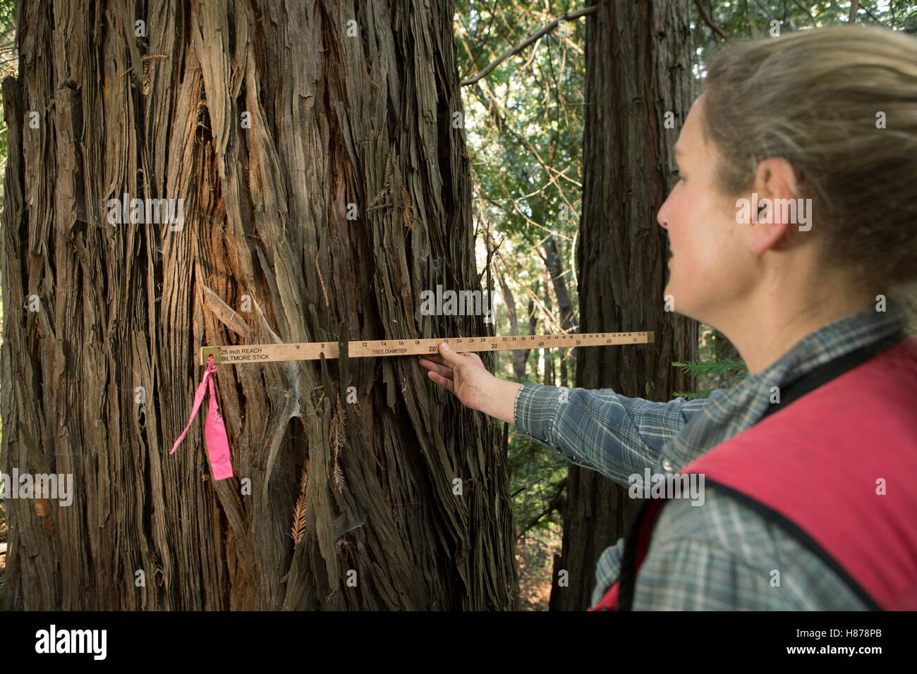 Coast Redwood (Sequoia sempervirens) tree being measured by forester ...