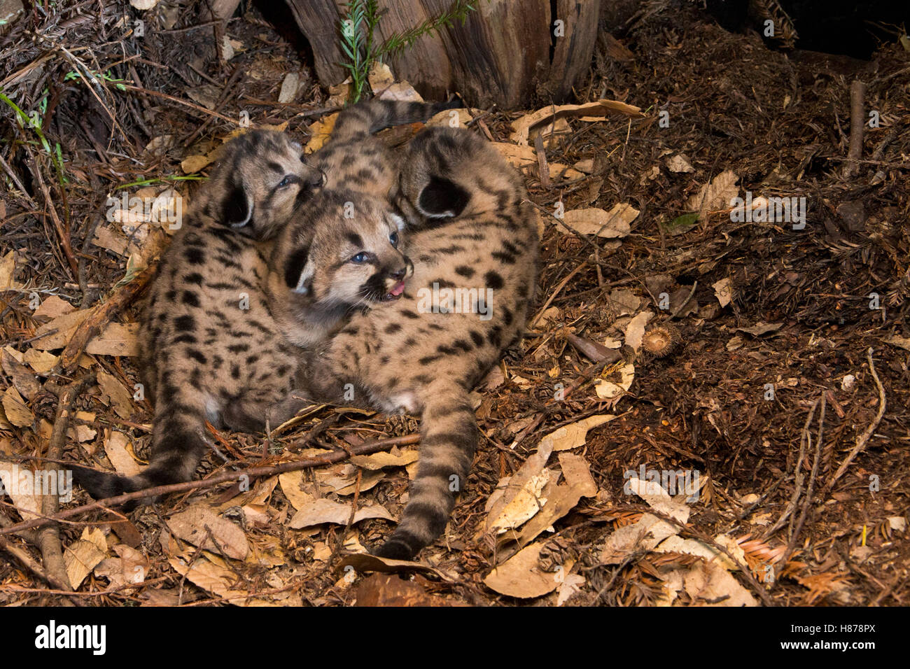 Mountain Lion (Puma concolor) fifteen day old kittens in den, Santa ...