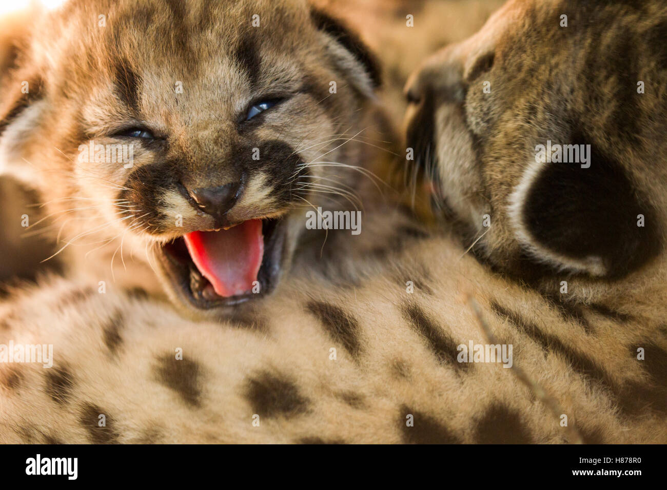Mountain Lion (Puma concolor) fifteen day old kittens in den, Santa ...