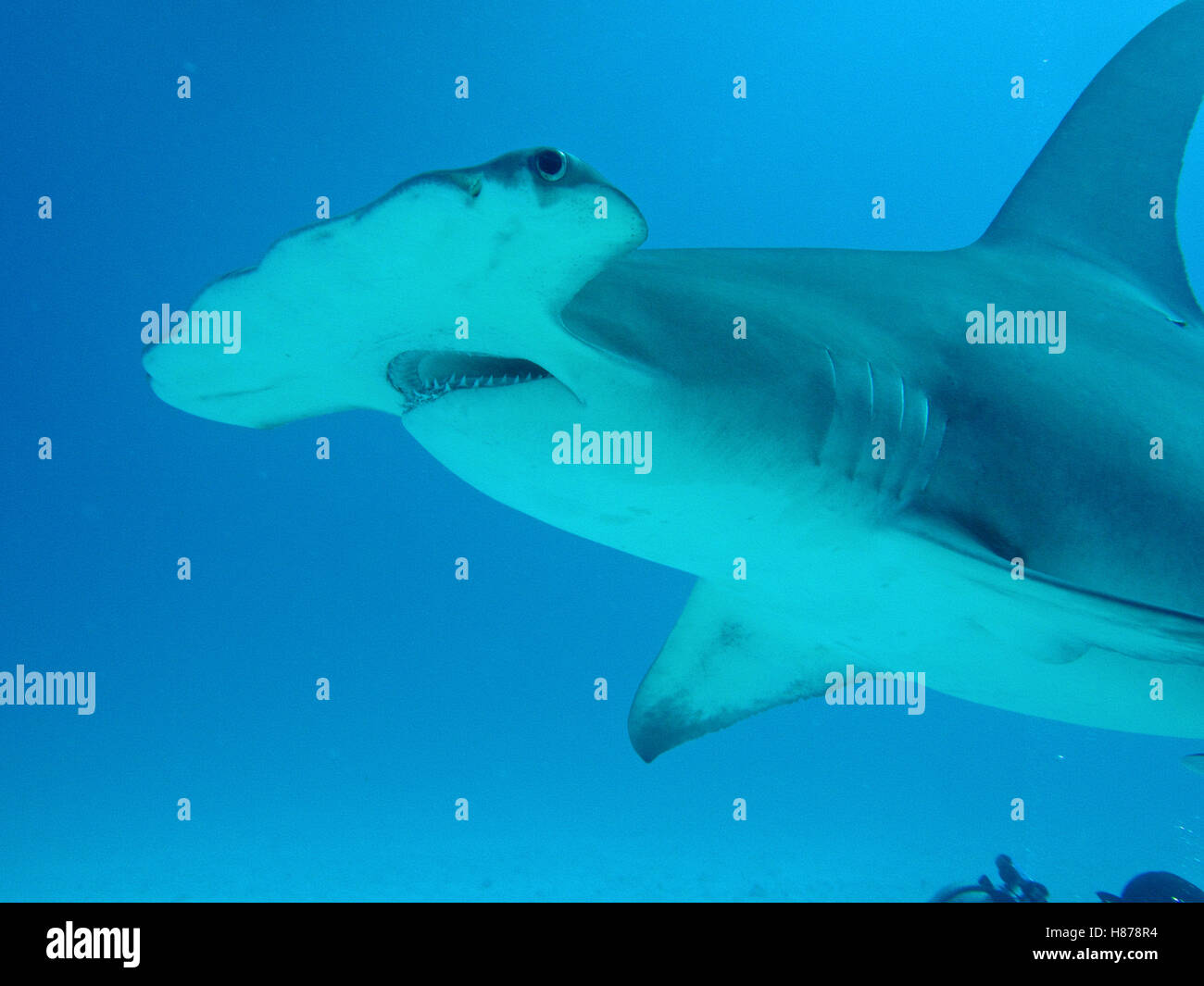 Great Hammerhead Shark (Sphyrna mokarran), Bimini, Bahamas, Caribbean ...