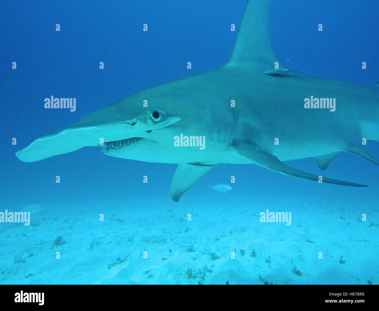 Great Hammerhead Shark (Sphyrna mokarran), Bimini, Bahamas, Caribbean ...