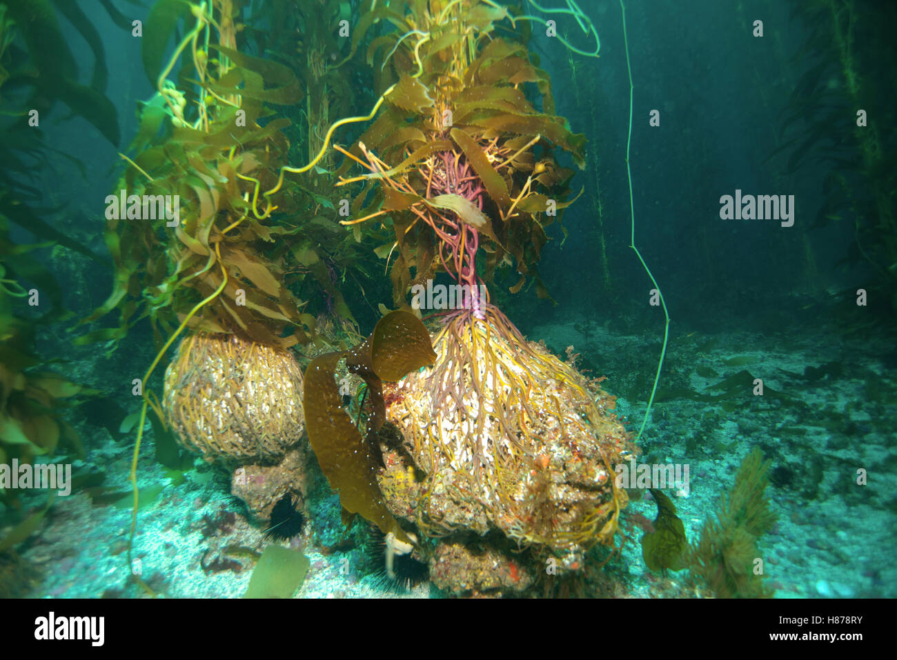 Giant Kelp (Macrocystis pyrifera) holdfasts, California Stock Photo - Alamy