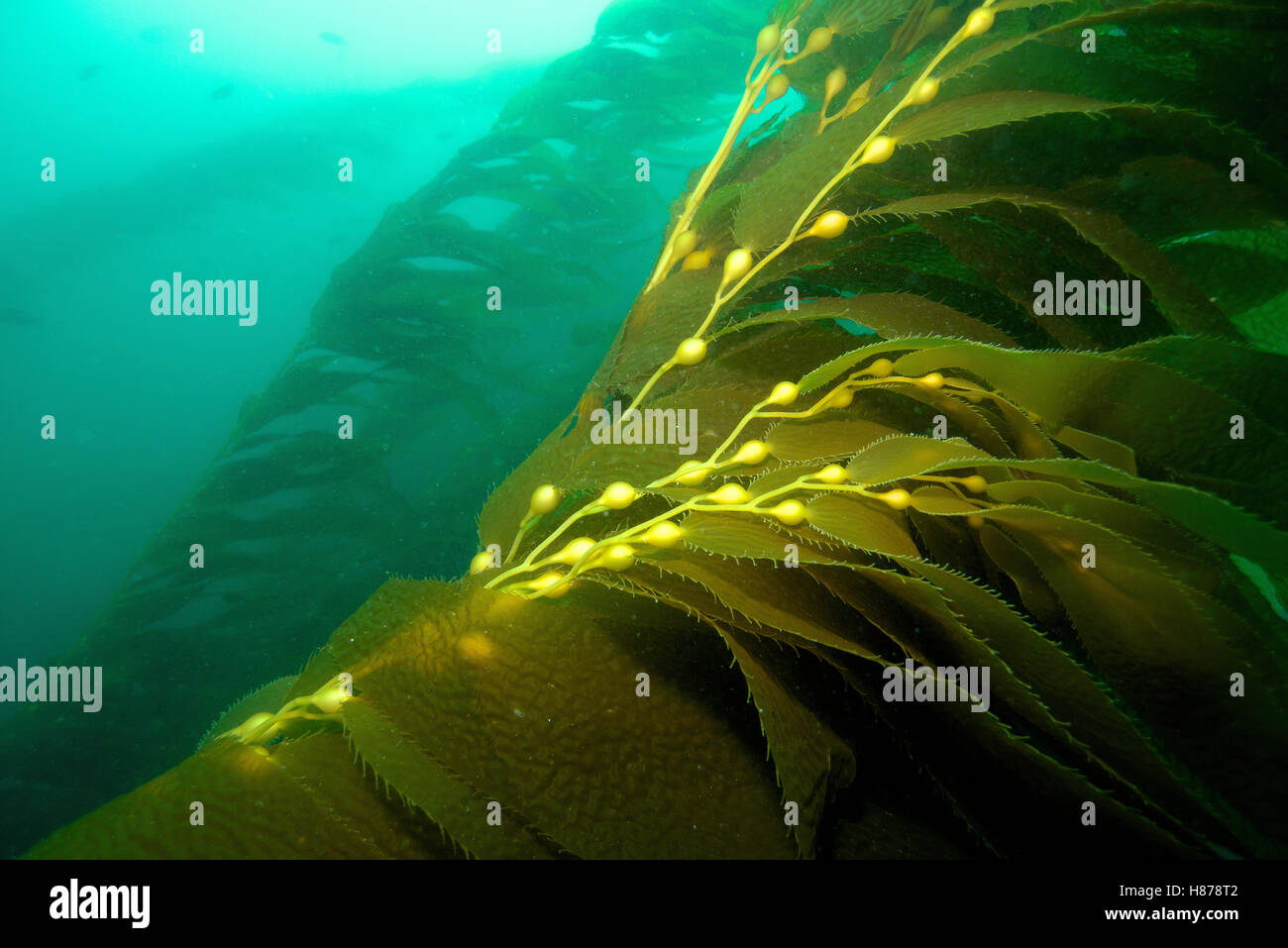 Giant Kelp (Macrocystis pyrifera) bulbs, California Stock Photo - Alamy