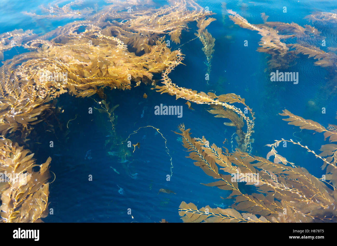 Giant Kelp (Macrocystis pyrifera) forest canopy, California Stock Photo ...