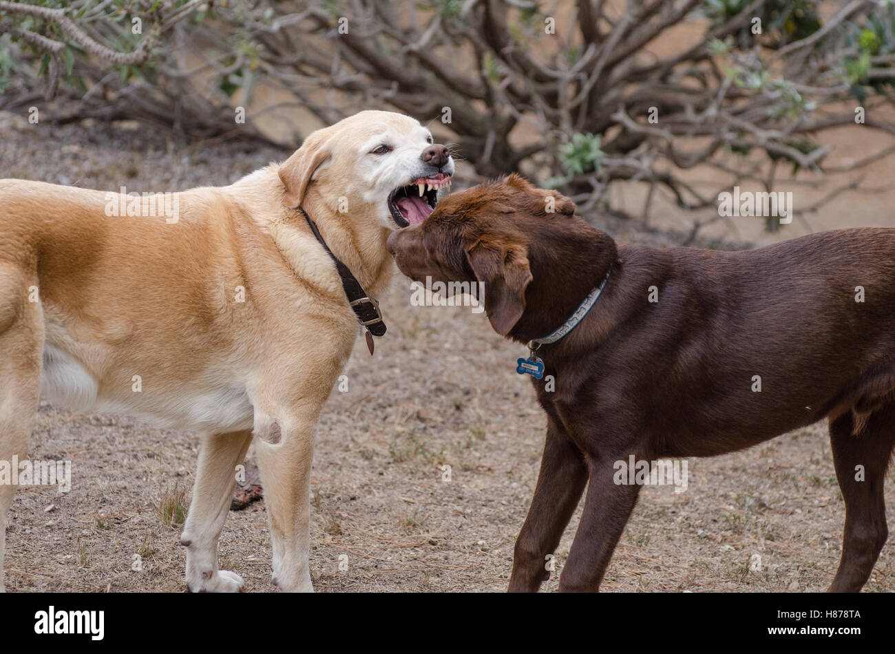 Yellow Labrador Retriever (Canis familiaris) and Chocolate Labrador ...