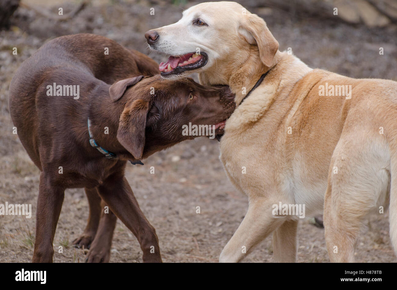 Yellow Labrador Retriever (Canis familiaris) and Chocolate Labrador ...