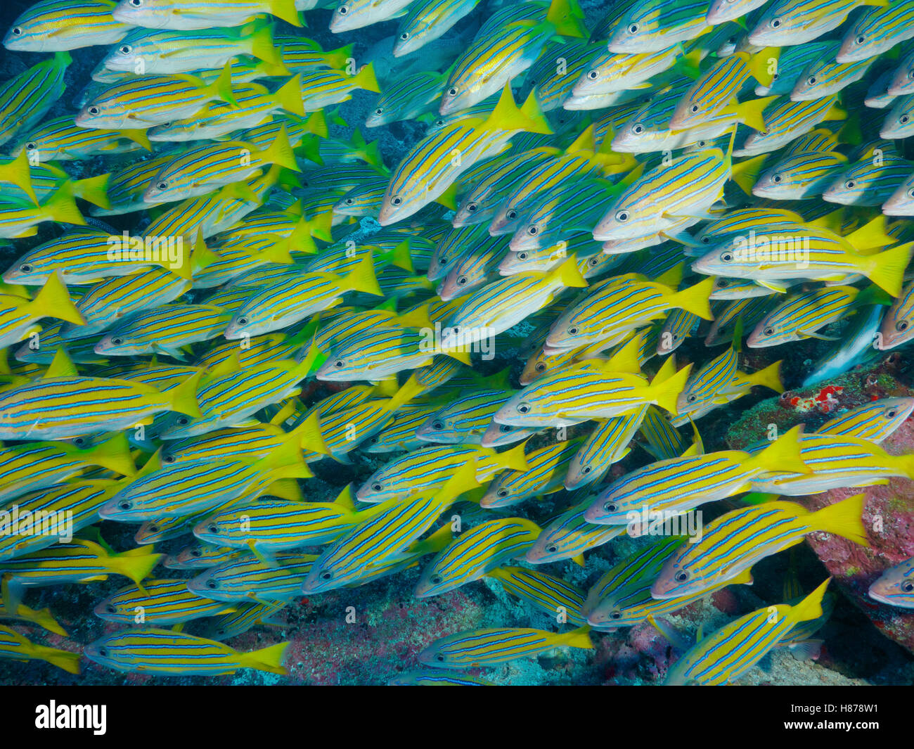 Blue-and-gold Snapper (Lutjanus viridis) school, Cocos Island National ...