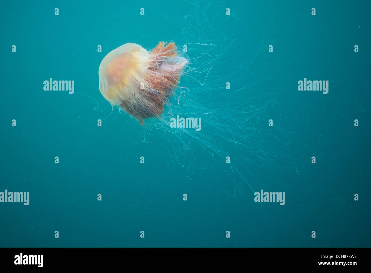 Lion's Mane (Cyanea capillata) jellyfish, Inner Hebrides, Scotland ...