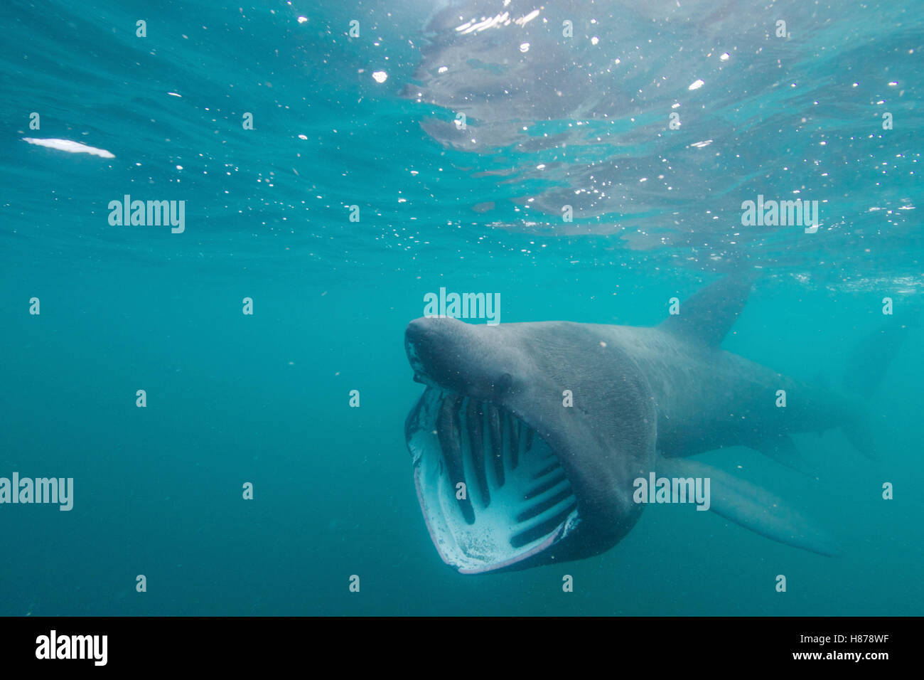 Basking Shark (Cetorhinus maximus) filter feeding, Inner Hebrides ...