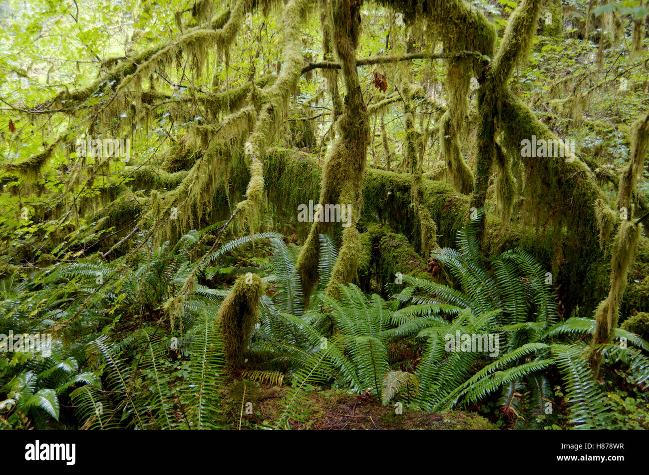 Temperate rainforest, Hoh Rainforest, Olympic National Park, Washington ...