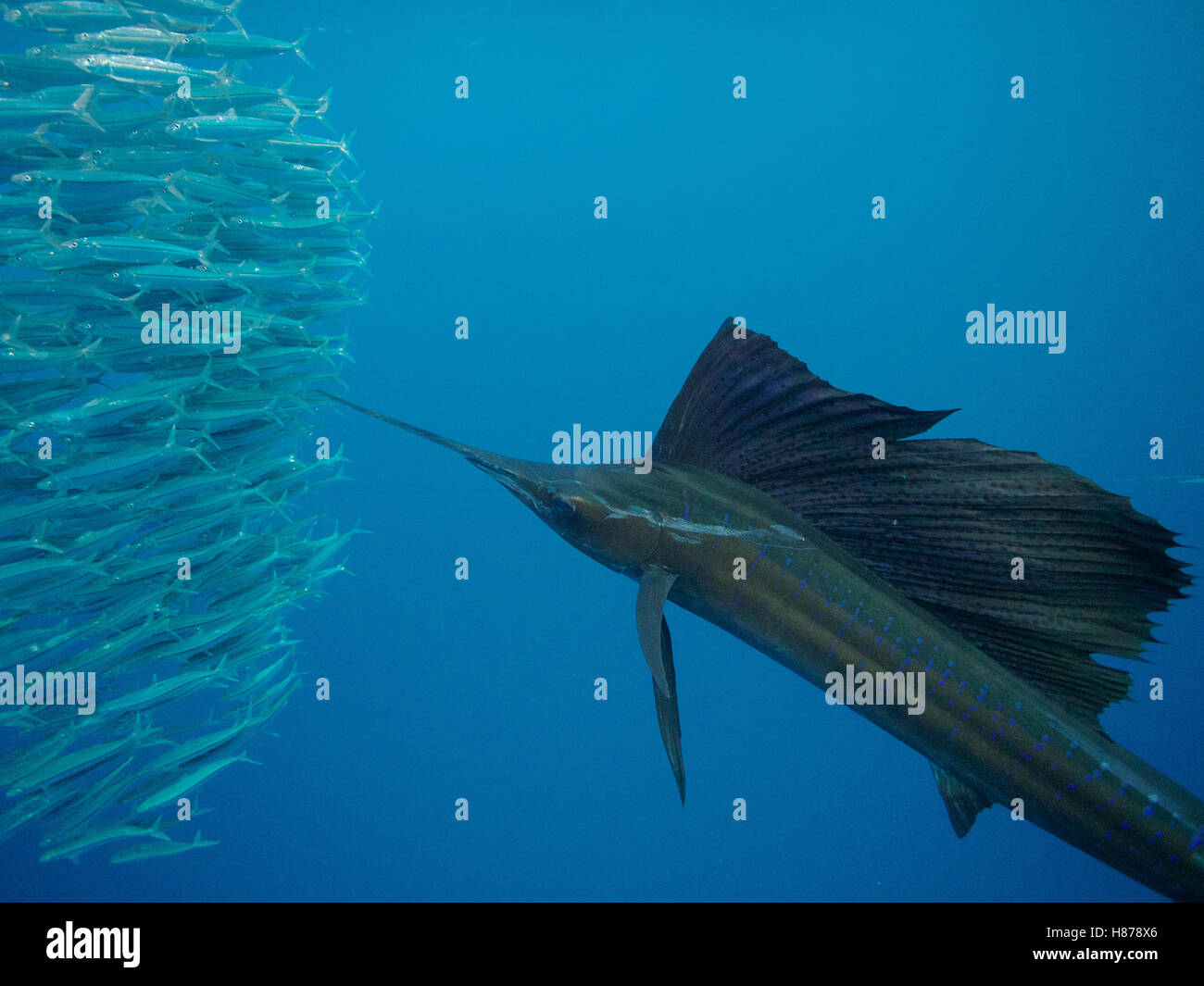 Atlantic Sailfish (Istiophorus albicans) hunting Round Sardinella ...