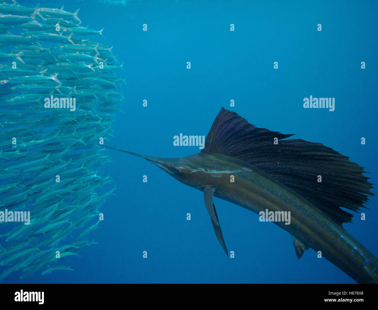 Atlantic Sailfish (Istiophorus albicans) hunting Round Sardinella ...