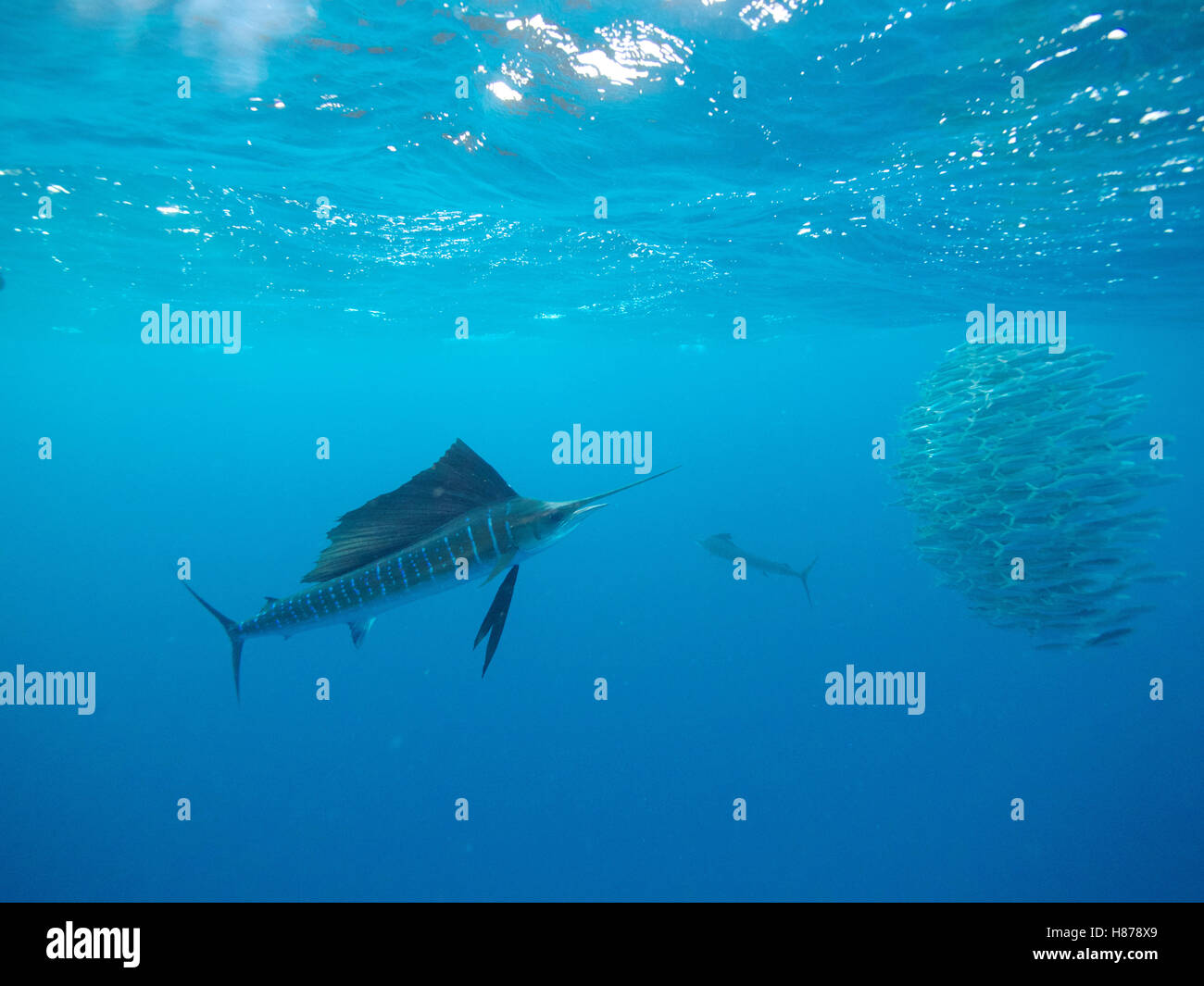 Atlantic Sailfish (Istiophorus albicans) pair hunting Round Sardinella ...