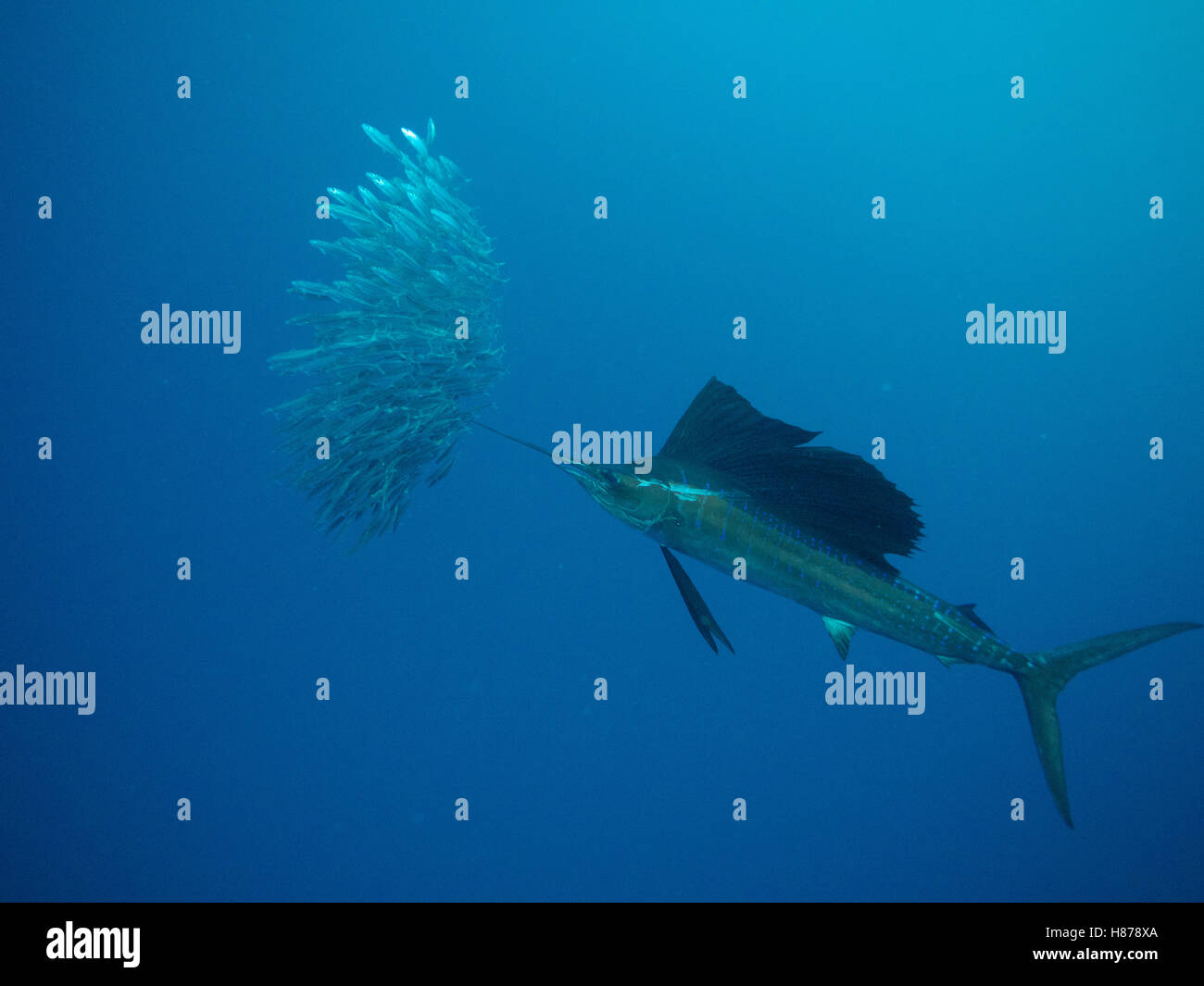 Atlantic Sailfish (Istiophorus albicans) hunting Round Sardinella ...