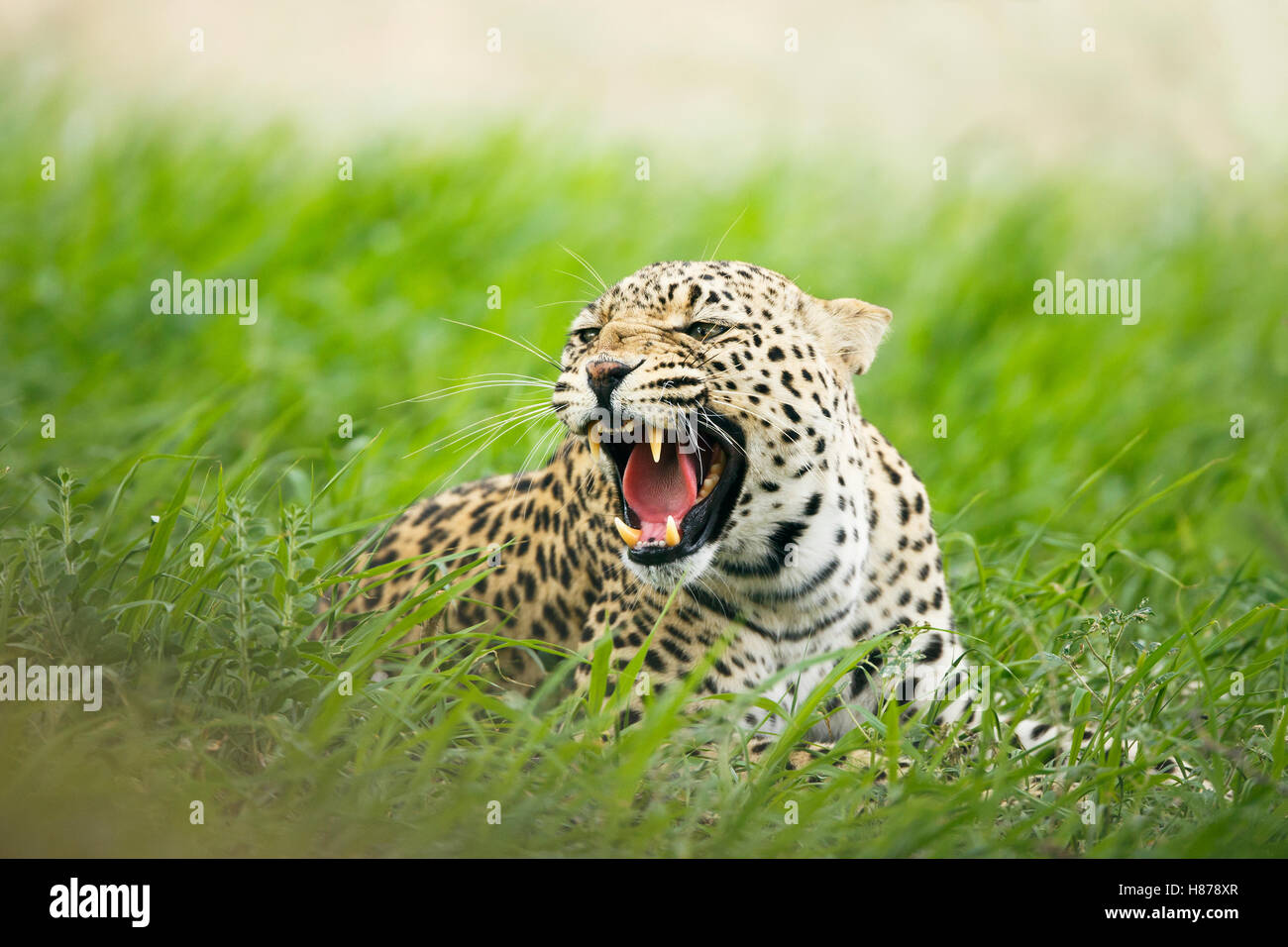Leopard (Panthera pardus) snarling, Rietvlei Nature Reserve, South ...
