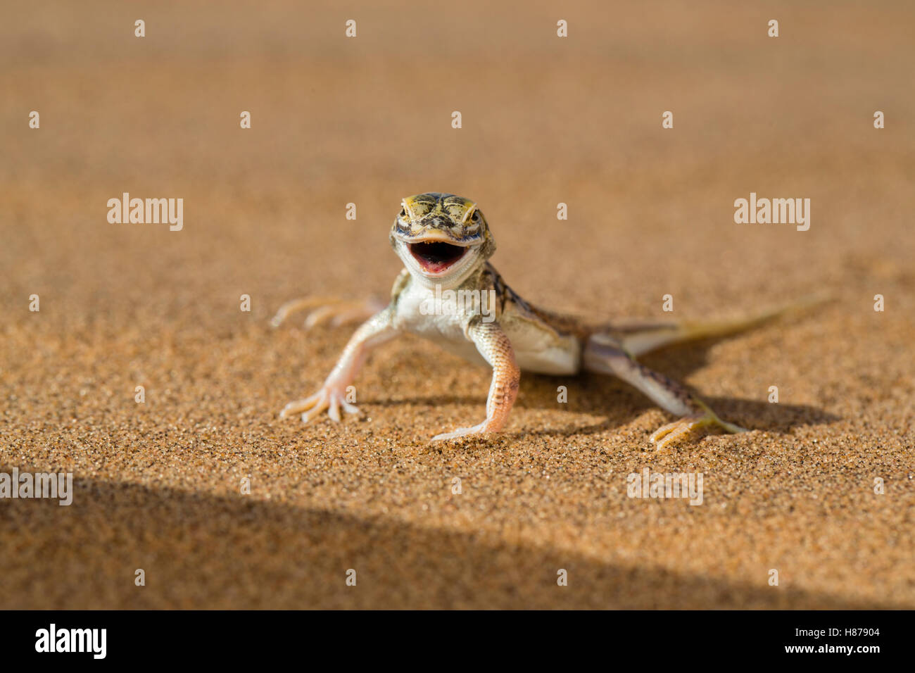 Anchieta's Desert Lizard (Meroles anchietae) in defensive threat ...