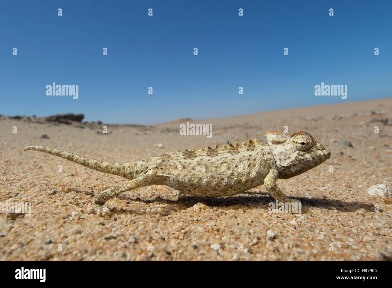 Namaqua Chameleon (Chamaeleo namaquensis) in desert, Dorob National ...