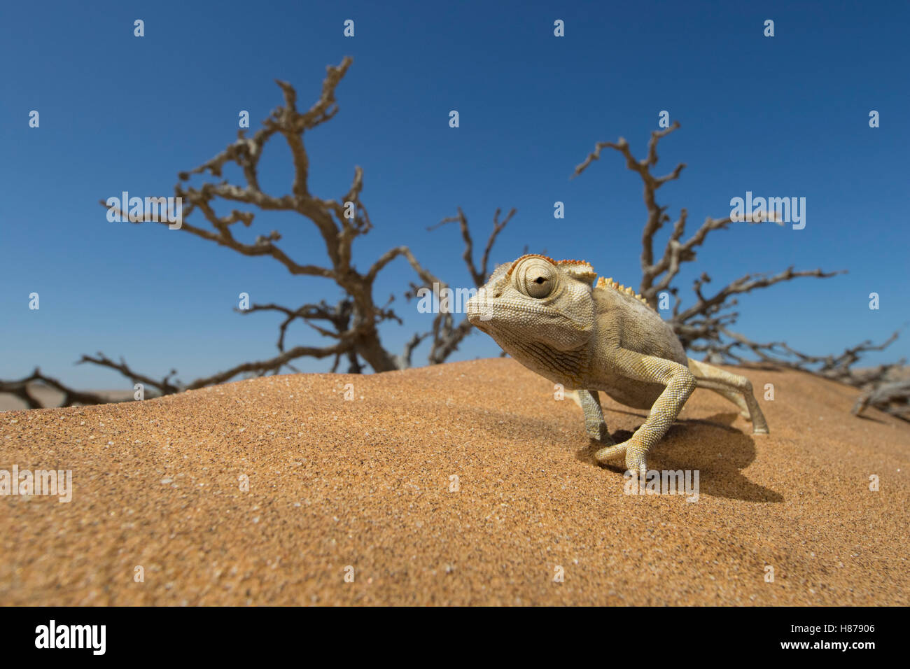 Namaqua Chameleon (Chamaeleo namaquensis) in desert, Dorob National ...