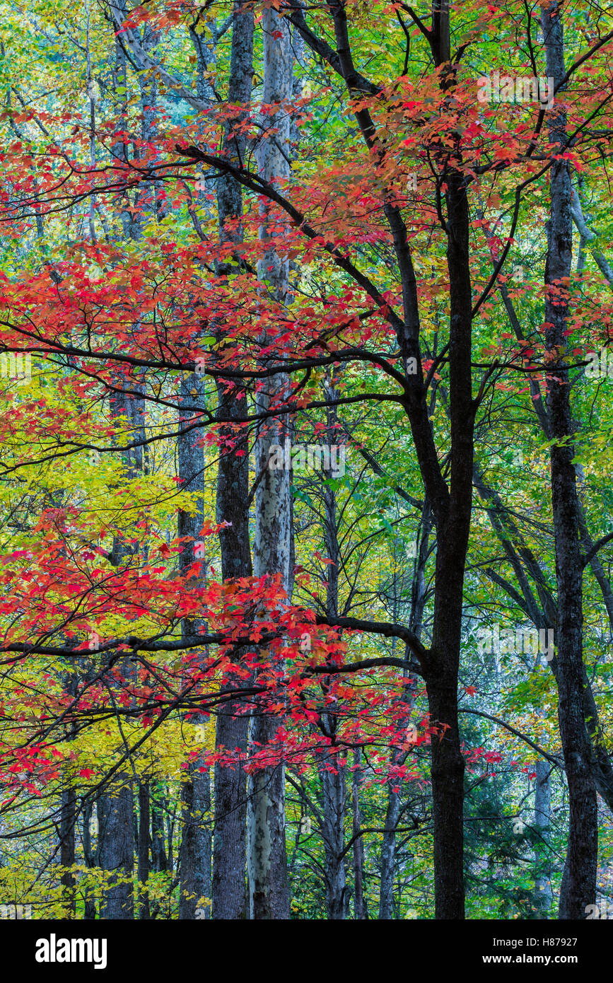 Red Maple (Acer rubrum) in fall, Great Smoky Mountains National Park ...