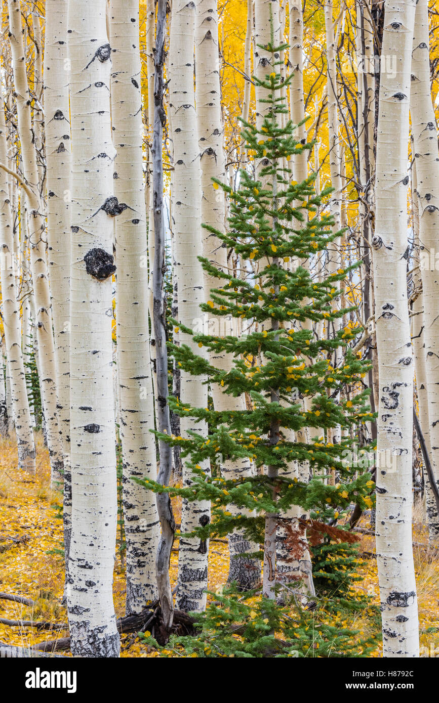 Quaking Aspen (Populus tremuloides) and fir tree in fall, Grand ...