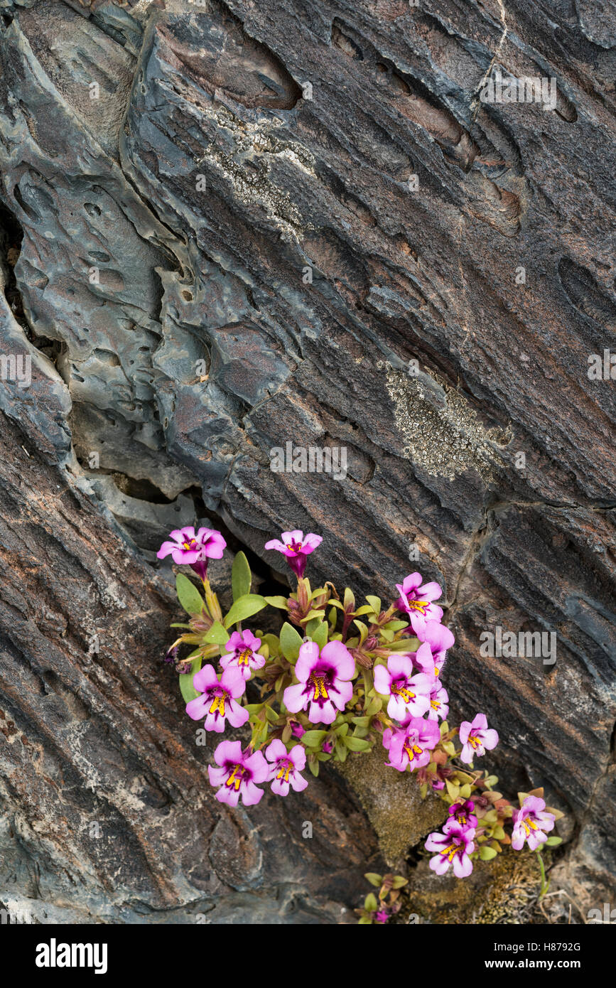 Dwarf Purple Monkeyflower (Mimulus nanus) flowers in old lava, Craters ...
