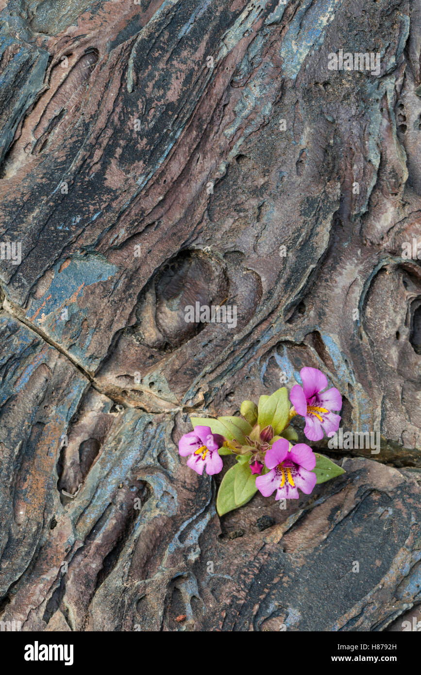 Dwarf Purple Monkeyflower (Mimulus nanus) flowers in old lava, Craters ...