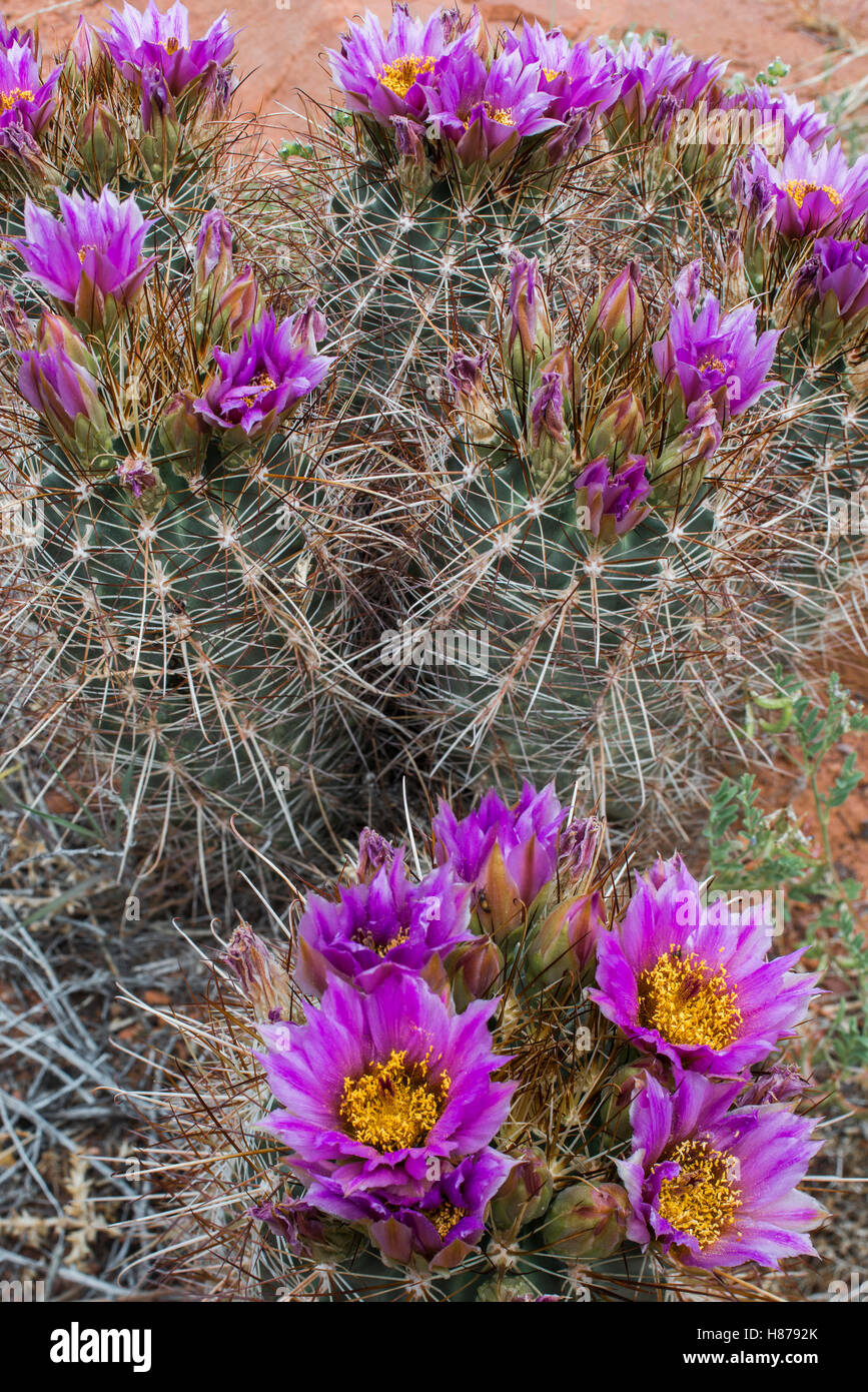 Whipple's Fishhook Cactus (Sclerocactus whipplei) flowering, Arches ...