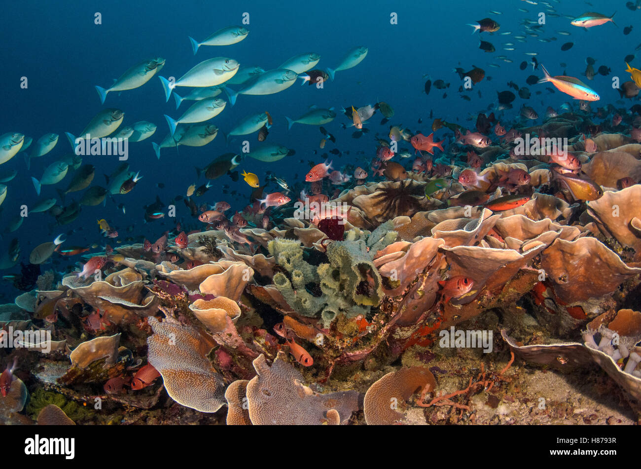 Fish swimming over coral reef, Cenderawasih Bay, West Papua, Indonesia ...