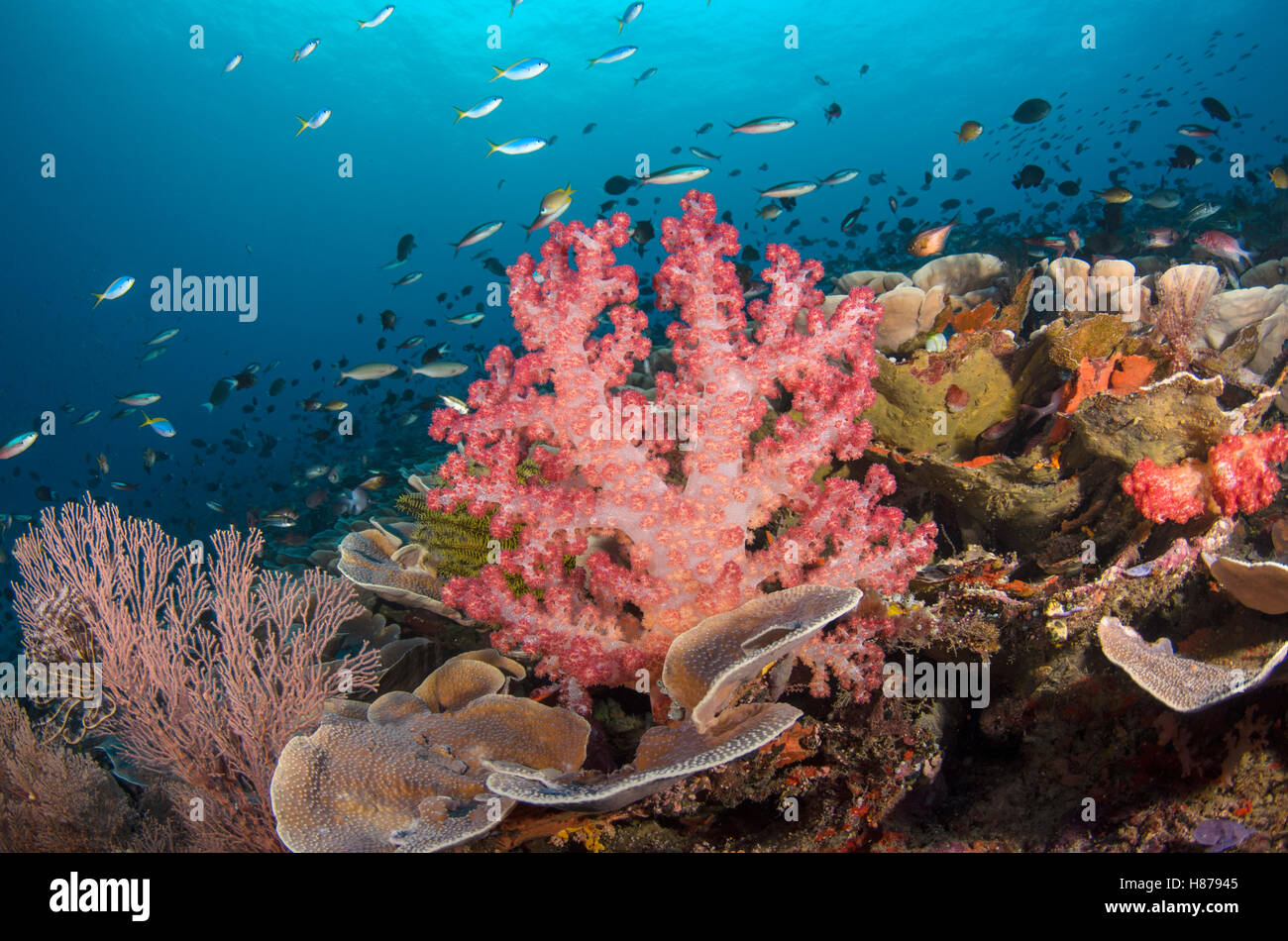 Soft Coral (Nephtheidae) and fish school in coral reef, Cenderawasih ...