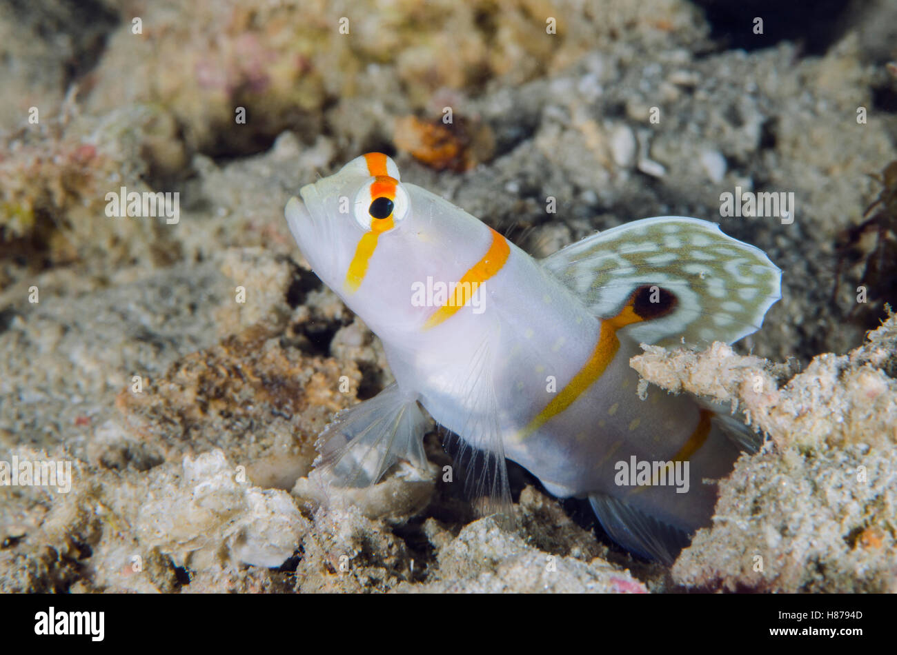 Gold-barred Shrimp-goby (Amblyeleotris randalli), Cenderawasih Bay ...