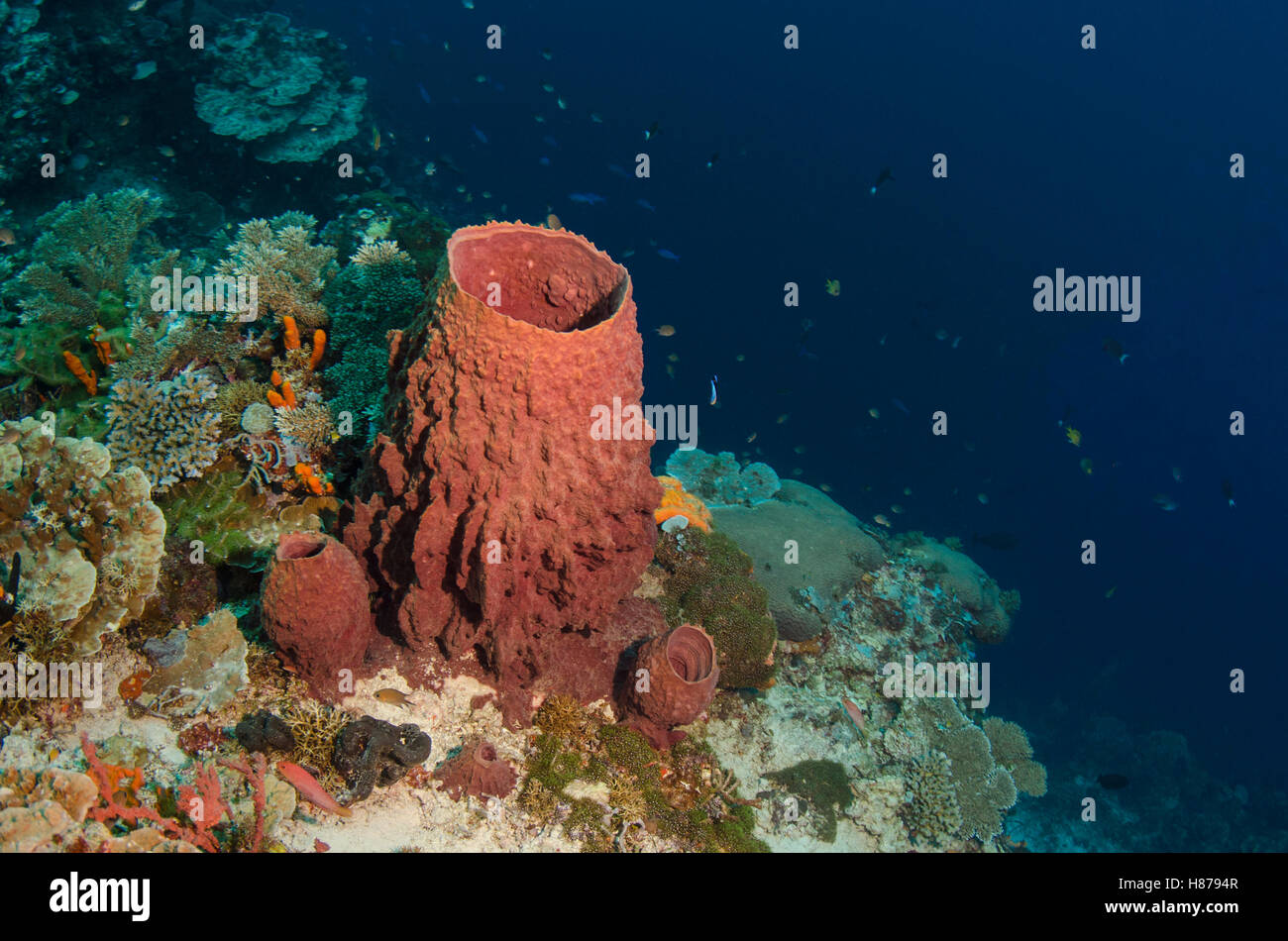 Sponge, Cenderawasih Bay, West Papua, Indonesia Stock Photo - Alamy