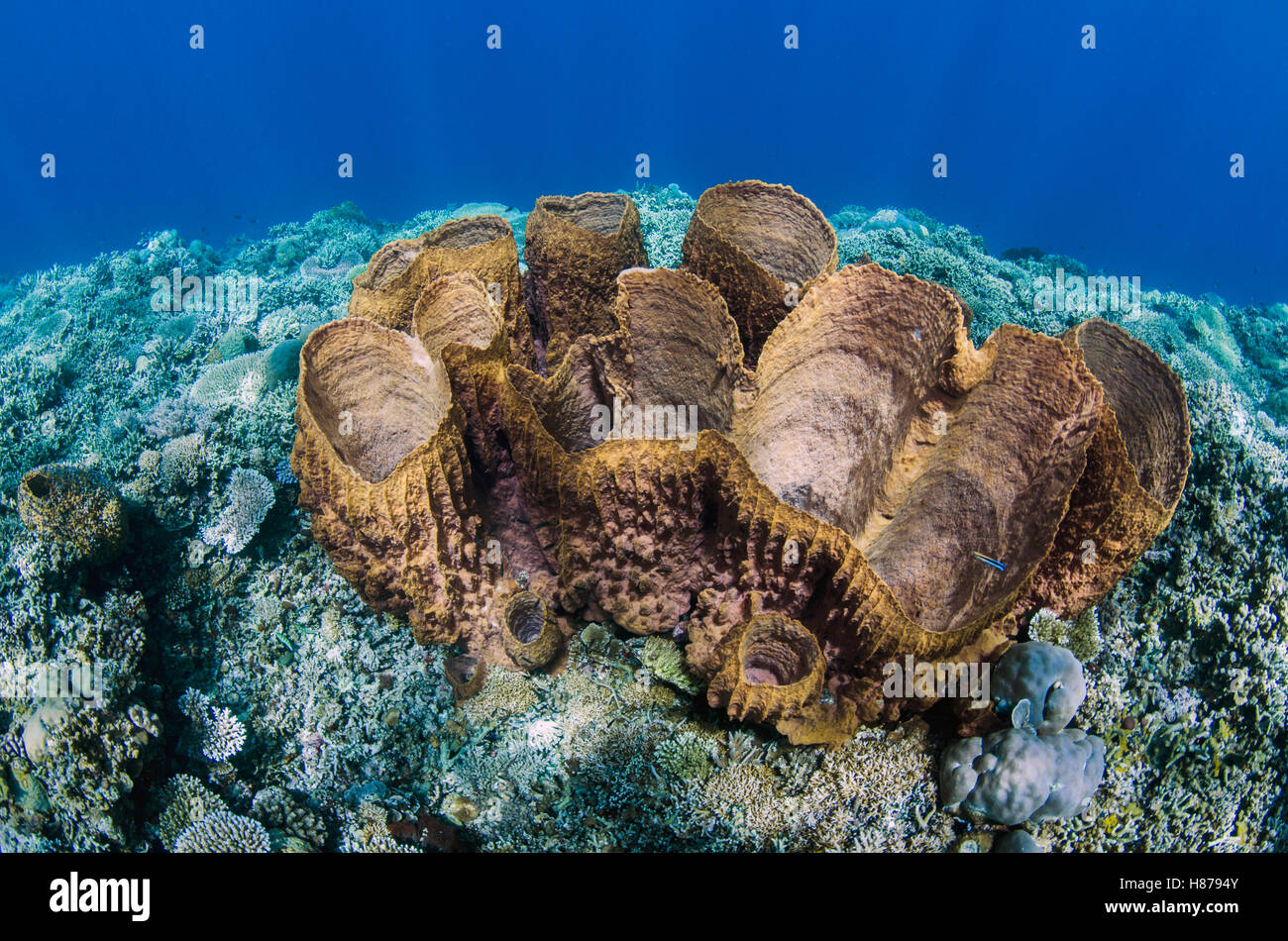 Sponge, Cenderawasih Bay, West Papua, Indonesia Stock Photo - Alamy