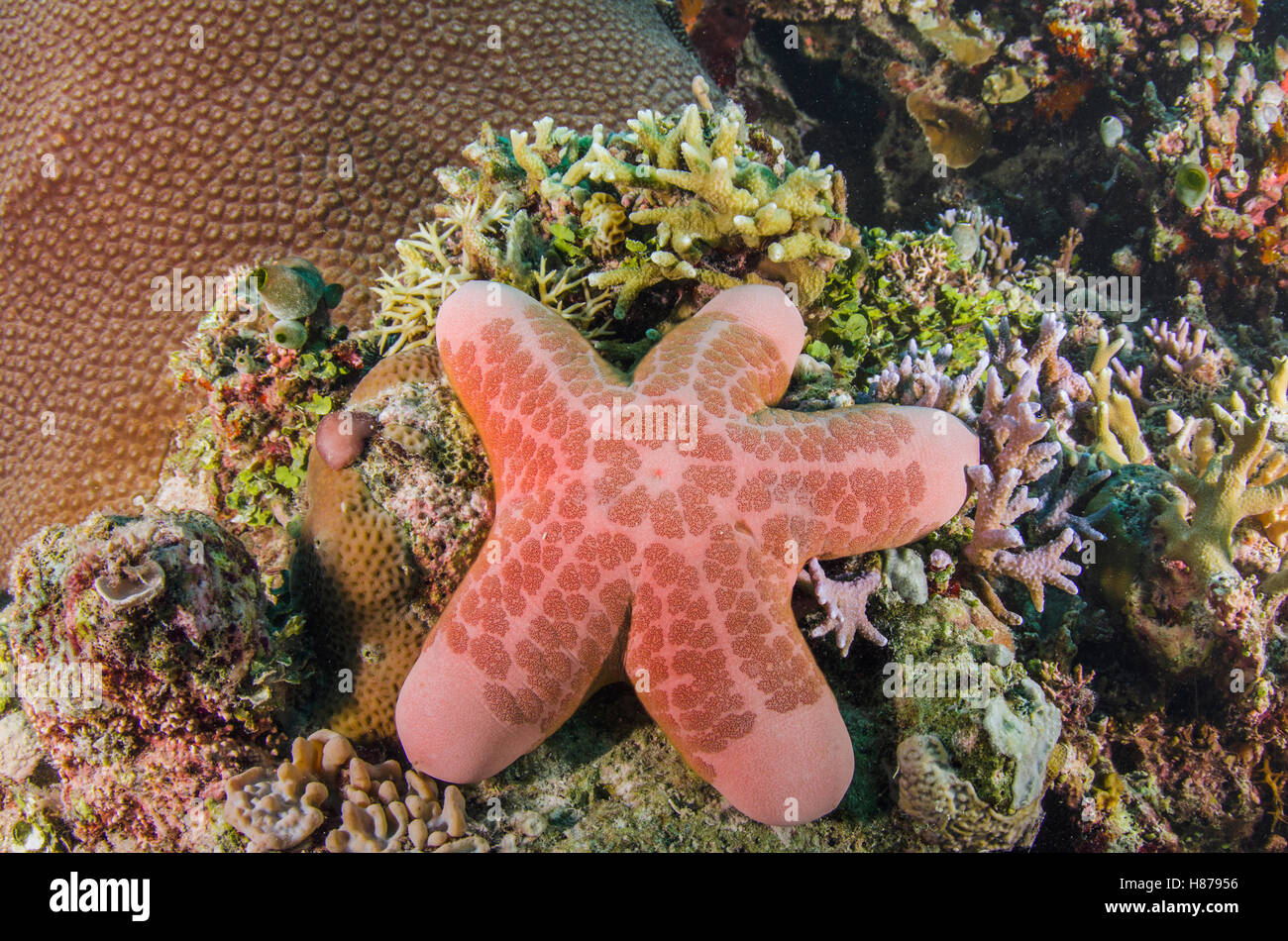 Granulated Sea Star (Choriaster granulatus), Cenderawasih Bay, West ...