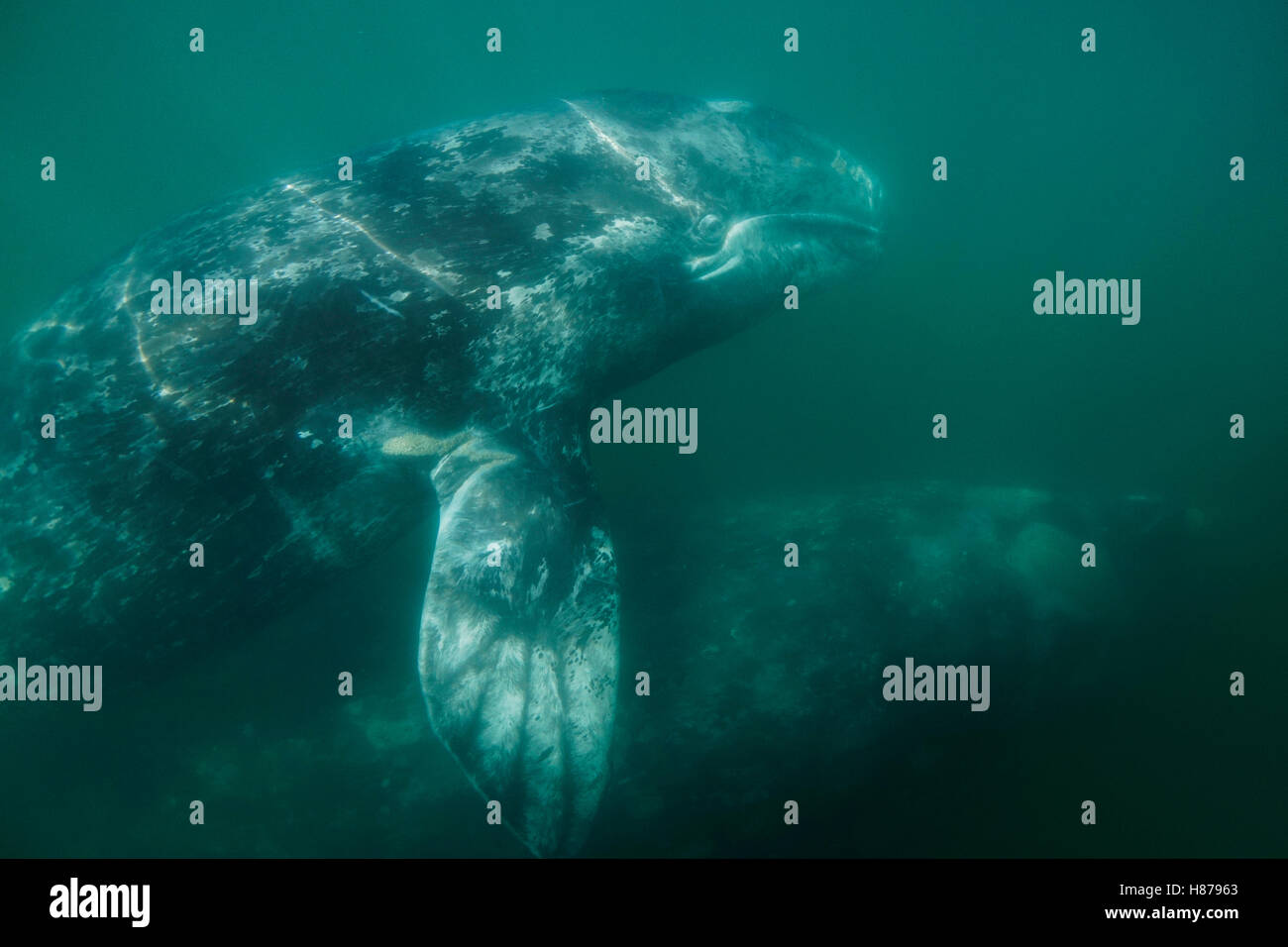 Gray Whale (Eschrichtius robustus) mother and calf, San Ignacio Lagoon ...