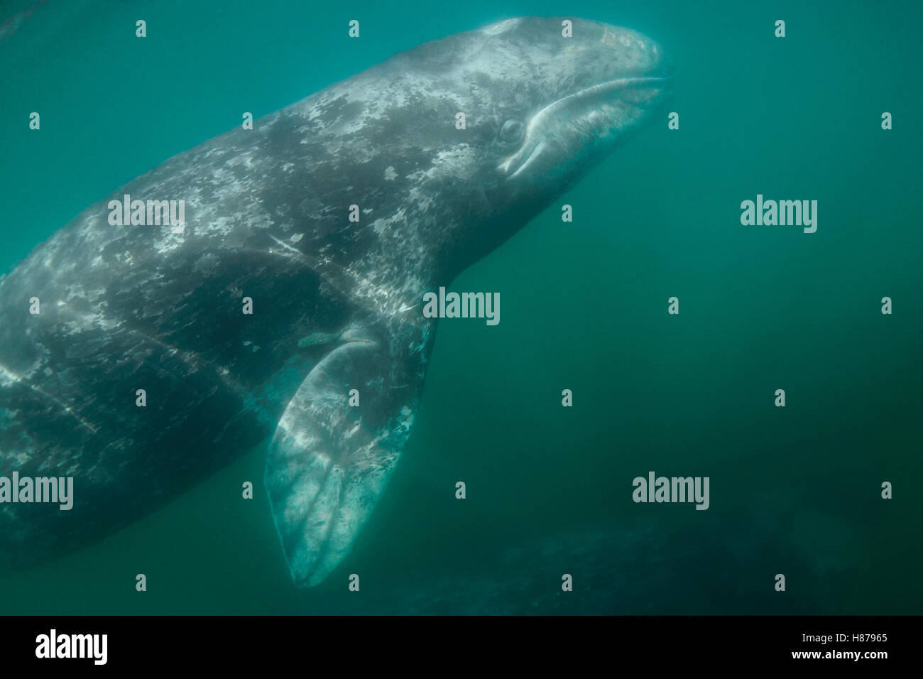Gray Whale (Eschrichtius robustus) calf, San Ignacio Lagoon, Baja ...