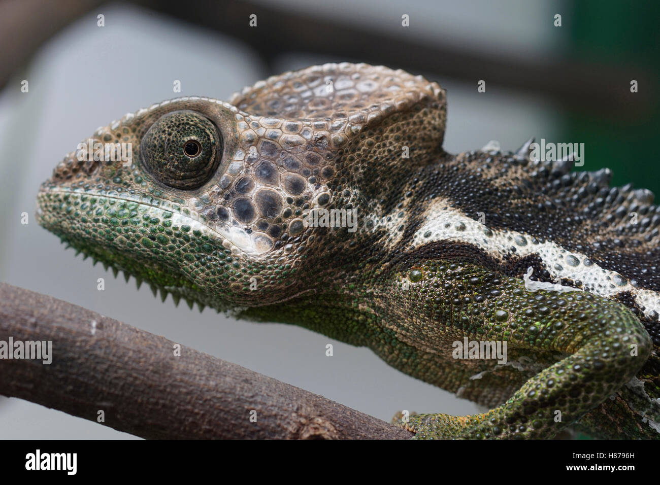 Spiny Chameleon (Chamaeleo verrucosus), Madagascar Stock Photo - Alamy