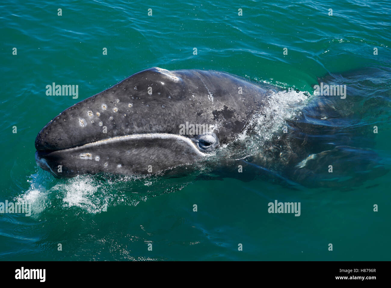 Gray Whale (Eschrichtius robustus) calf at surface, San Ignacio Lagoon ...