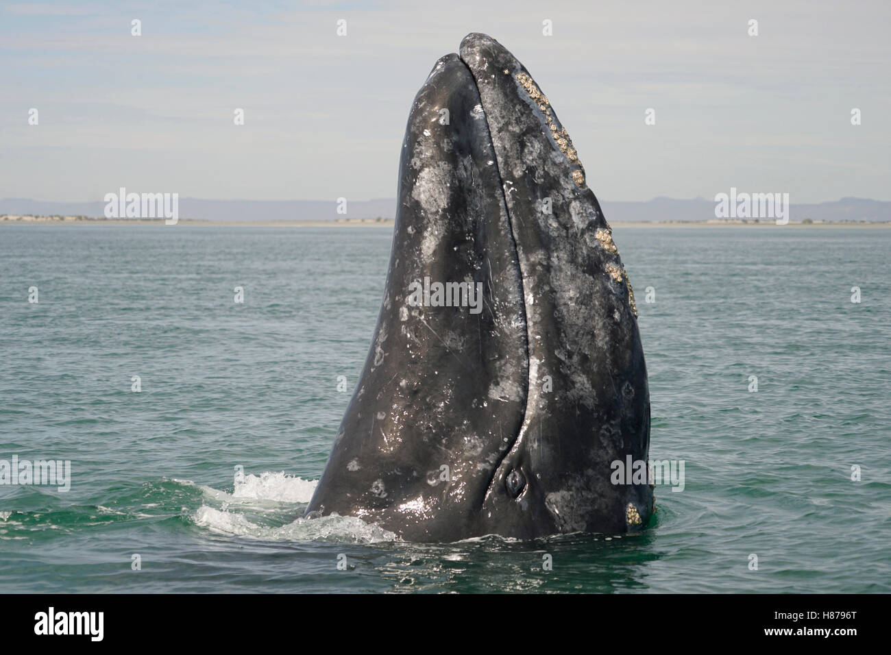 Gray Whale (Eschrichtius robustus) spy hopping, San Ignacio Lagoon ...