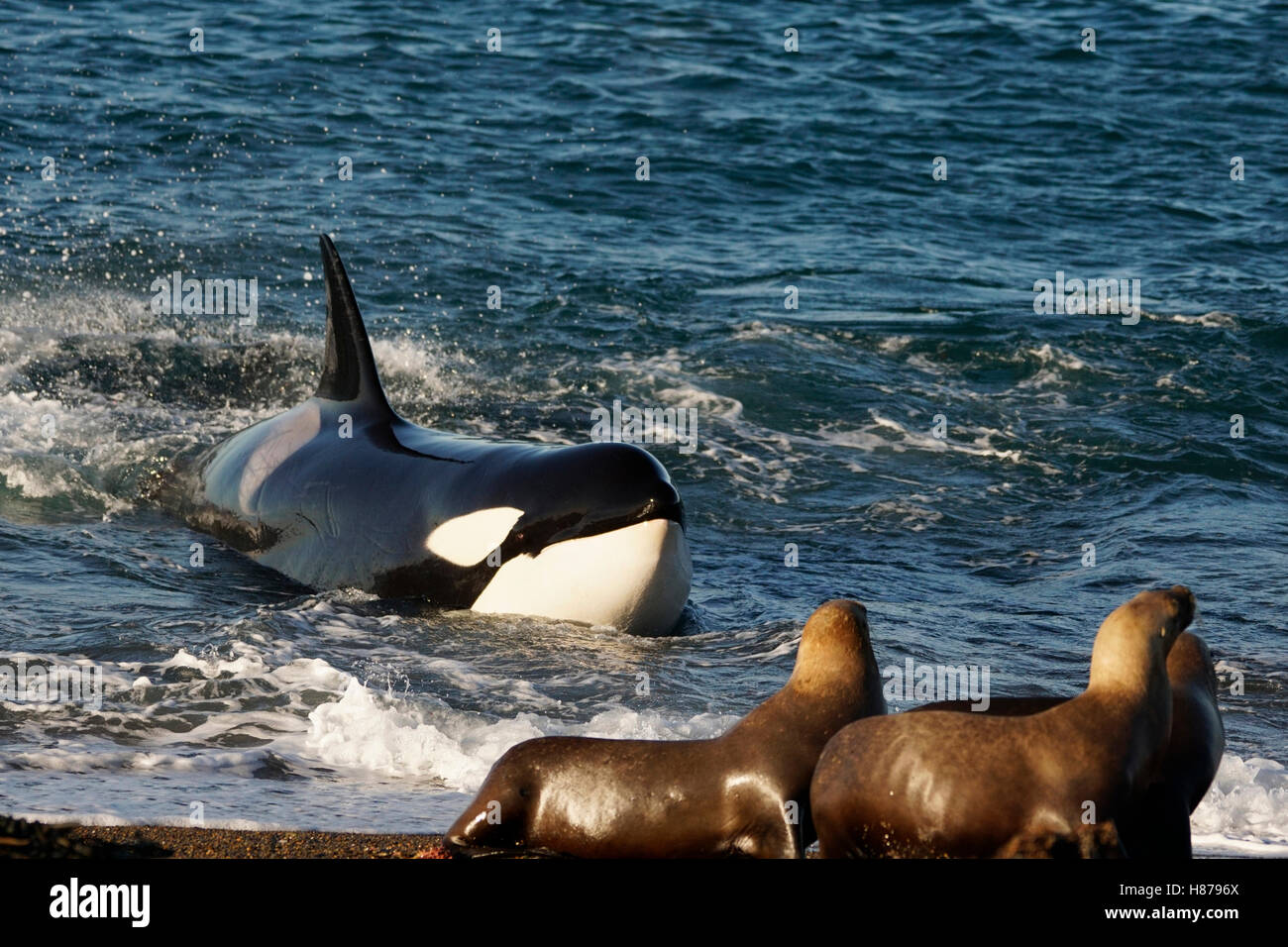 Orca (Orcinus orca) beaching itself to hunt South American Sea Lion ...