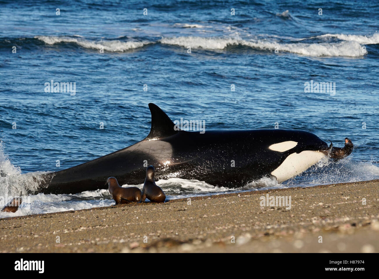 Orca (Orcinus orca) beaching itself to hunt South American Sea Lion ...