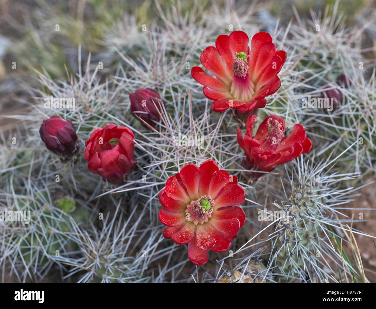 Claret Cup Cactus (Echinocereus triglochidiatus) flowering, Grand ...