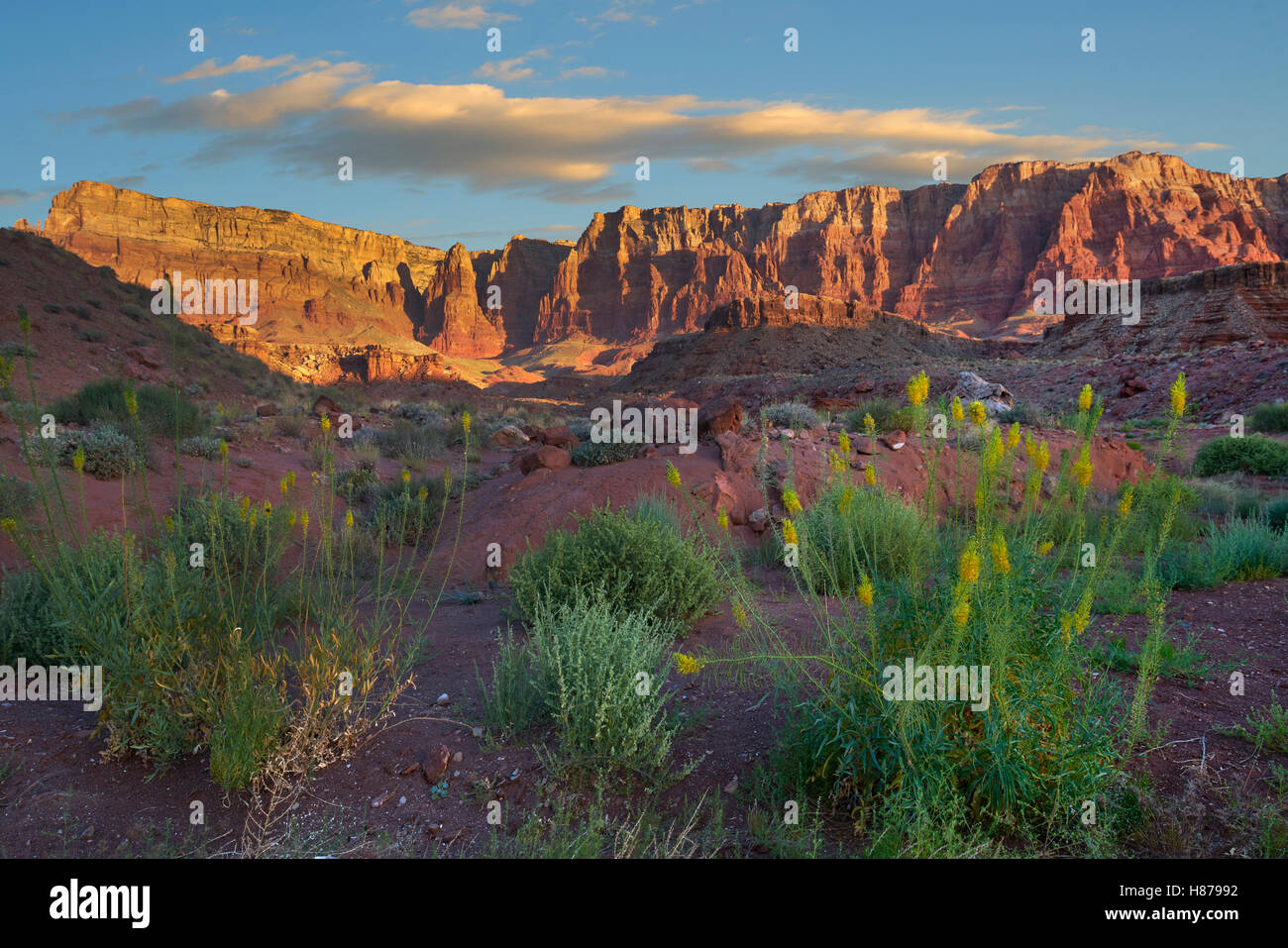 Miner's Candle (Cryptantha virgata) flowers in desert, Cathedral Wash ...