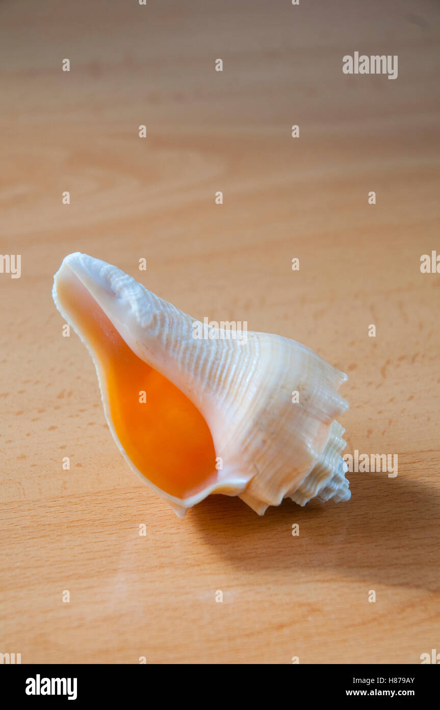 Molusco marino hi-res stock photography and images - Alamy