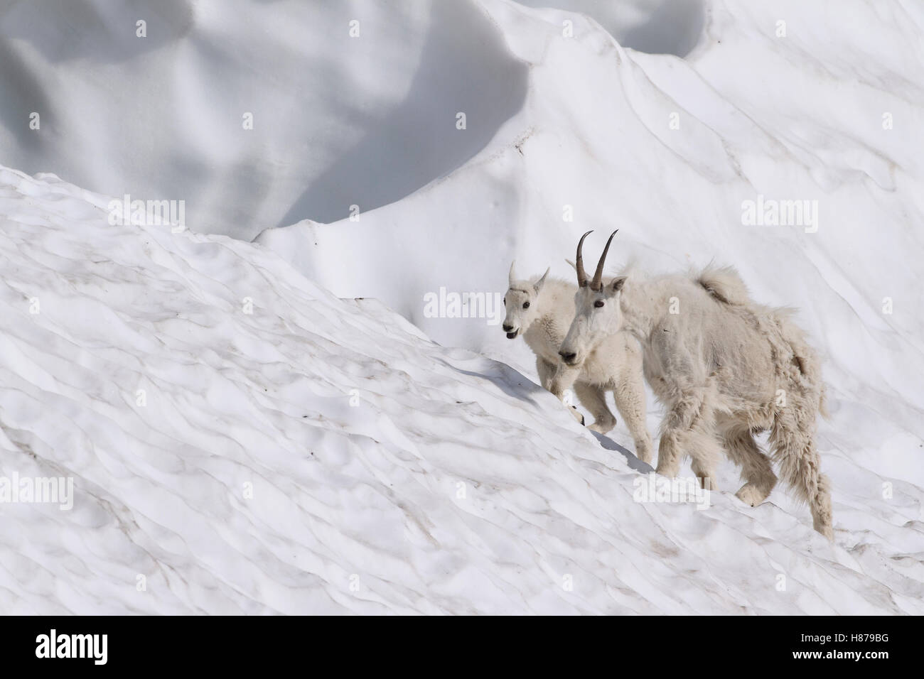 Mountain Goat (Oreamnos americanus) nanny and kid on snow bank, Glacier ...