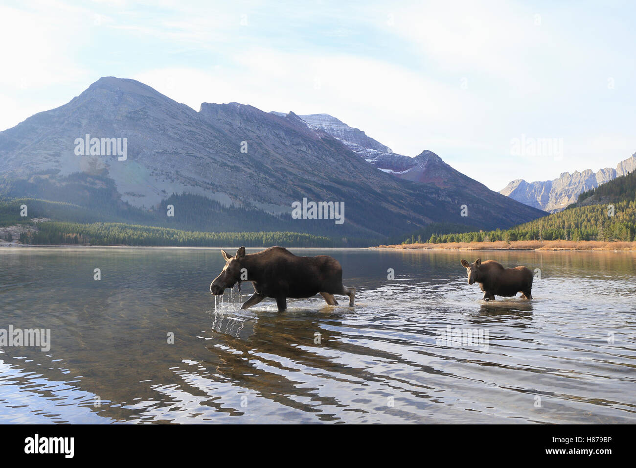 Moose (Alces alces shirasi) female and calf crossing lake, Glacier ...