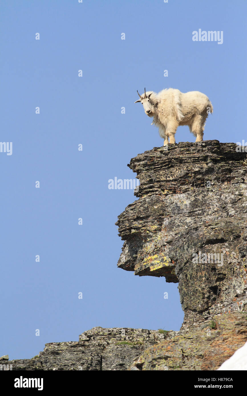 Mountain Goat (Oreamnos americanus) on rocks, Glacier National Park ...
