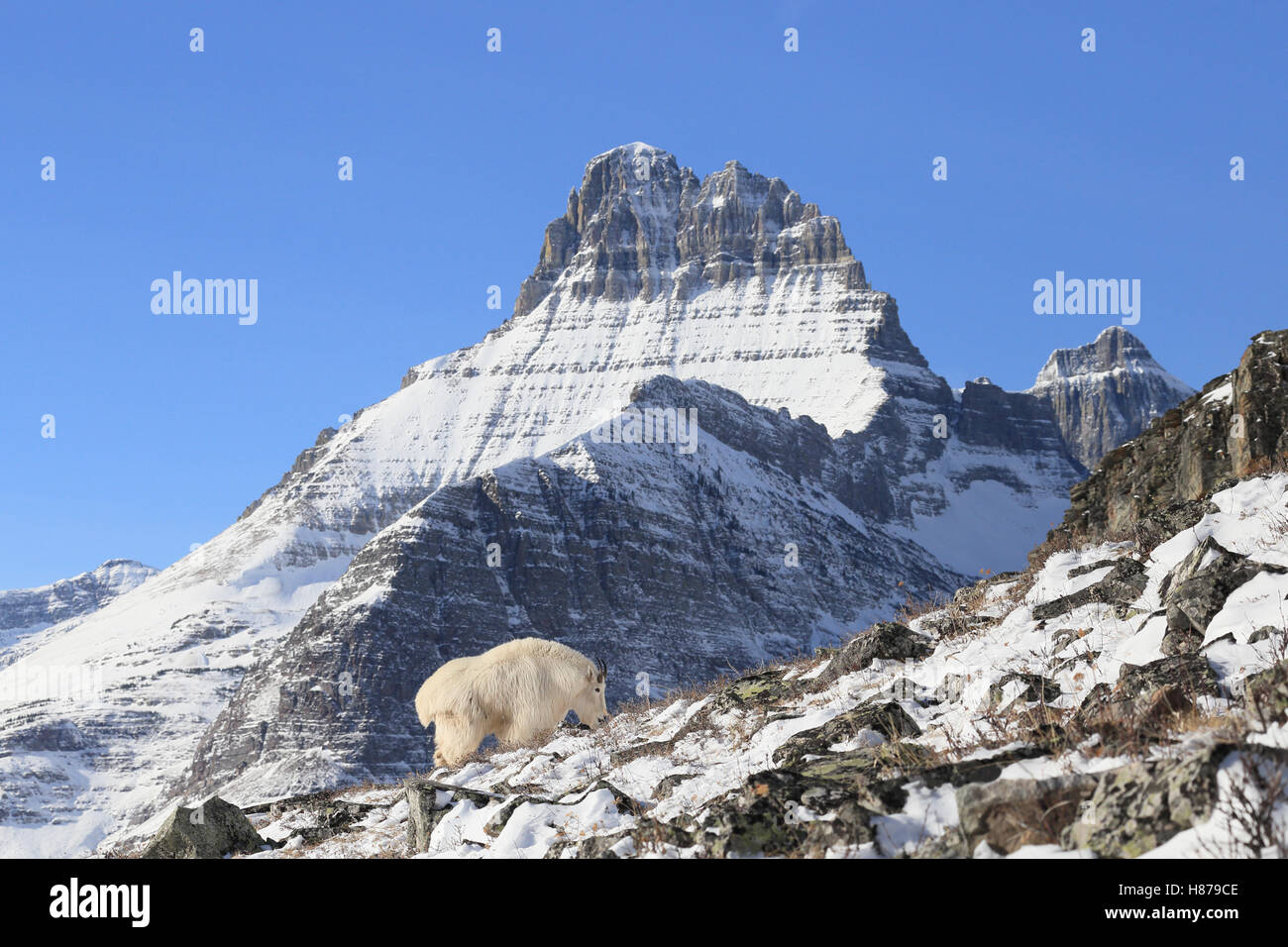 Mountain Goat (Oreamnos americanus) billy in early winter, Glacier ...