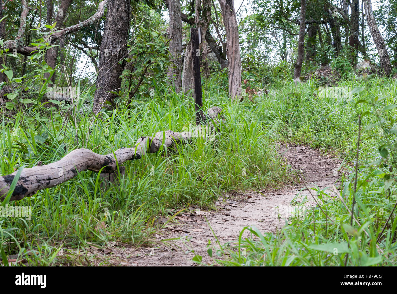 Small nature trail with wooden rail in the national park Stock Photo ...